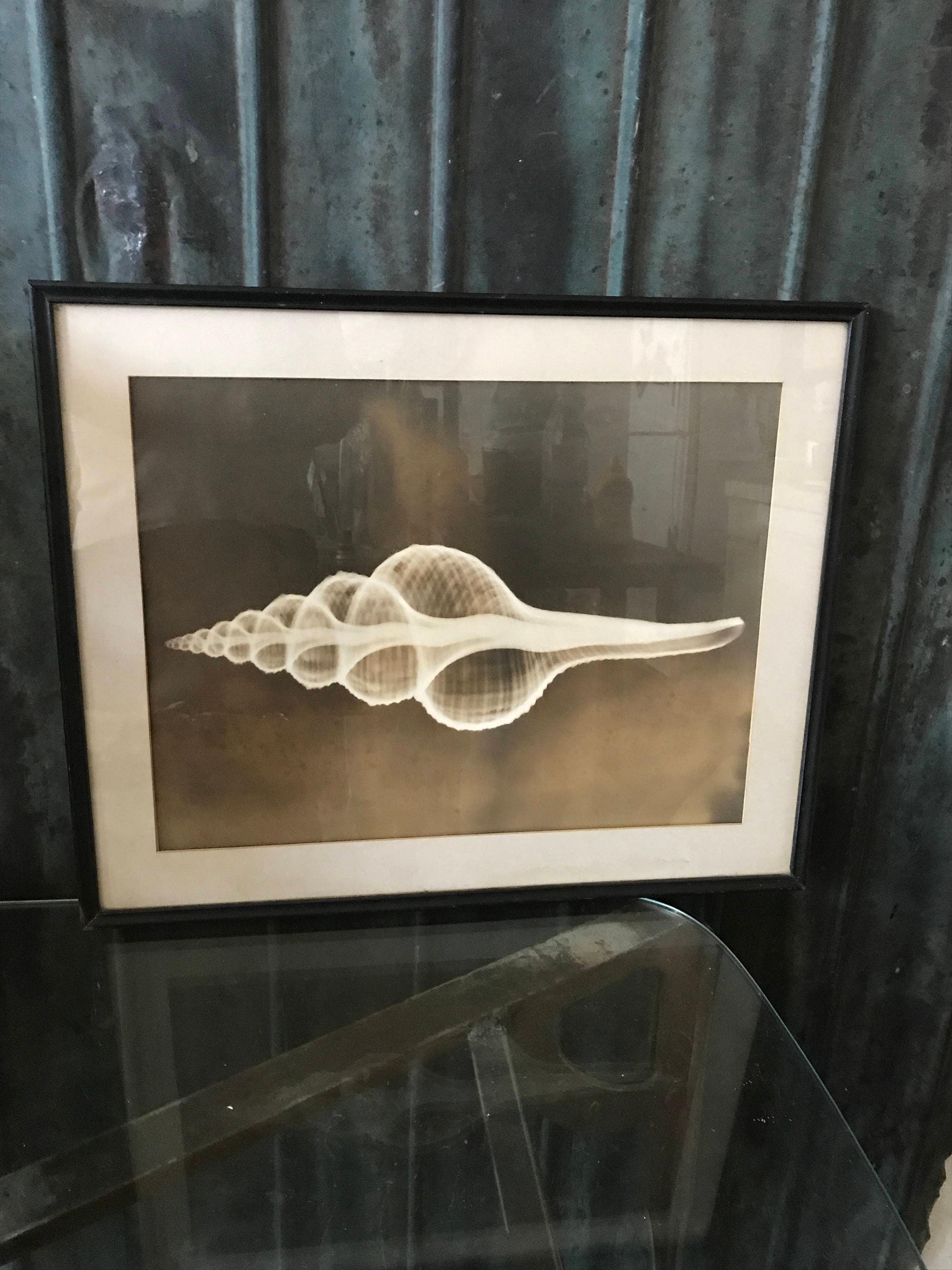 1940's Biomorphic Black & White Sea Shell Photograph - Etsy