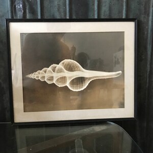 1940's Biomorphic Black & White Sea Shell Photograph - Etsy