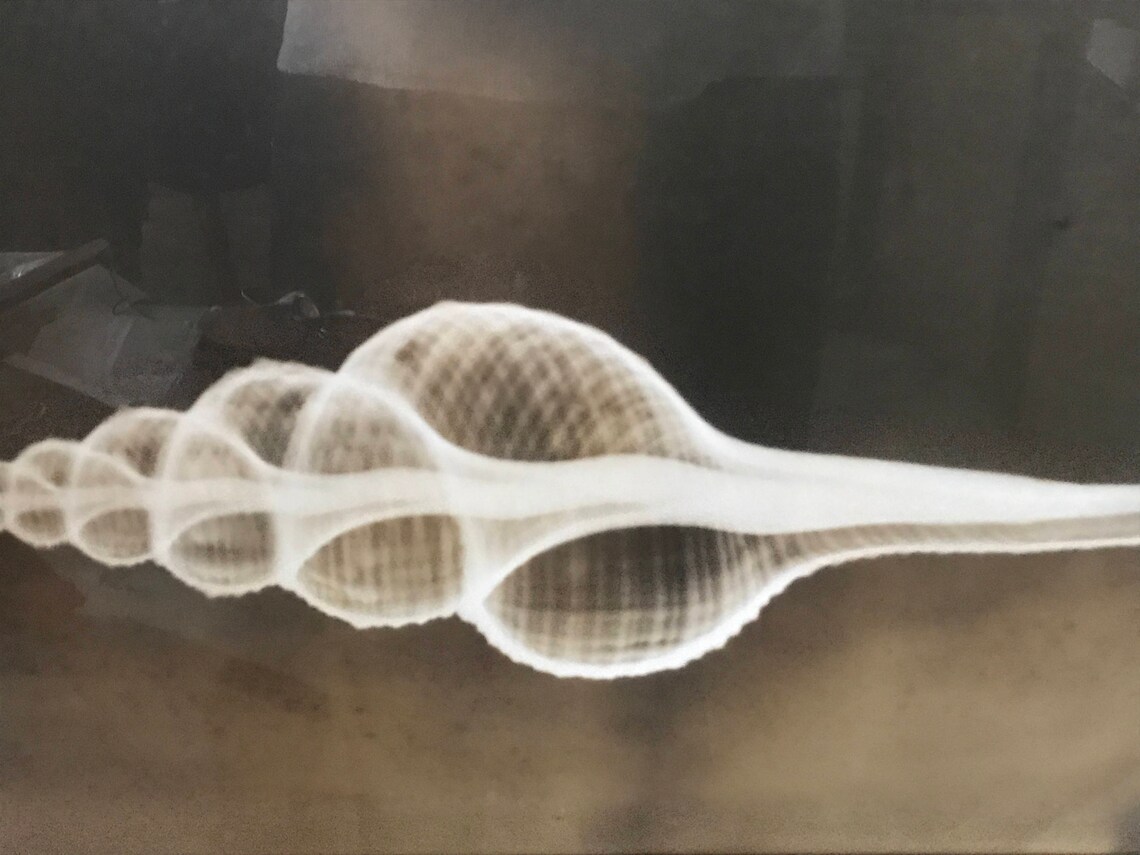 1940's Biomorphic Black & White Sea Shell Photograph - Etsy