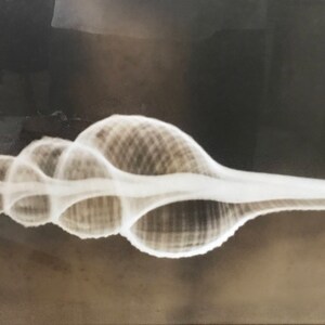 1940's Biomorphic Black & White Sea Shell Photograph - Etsy