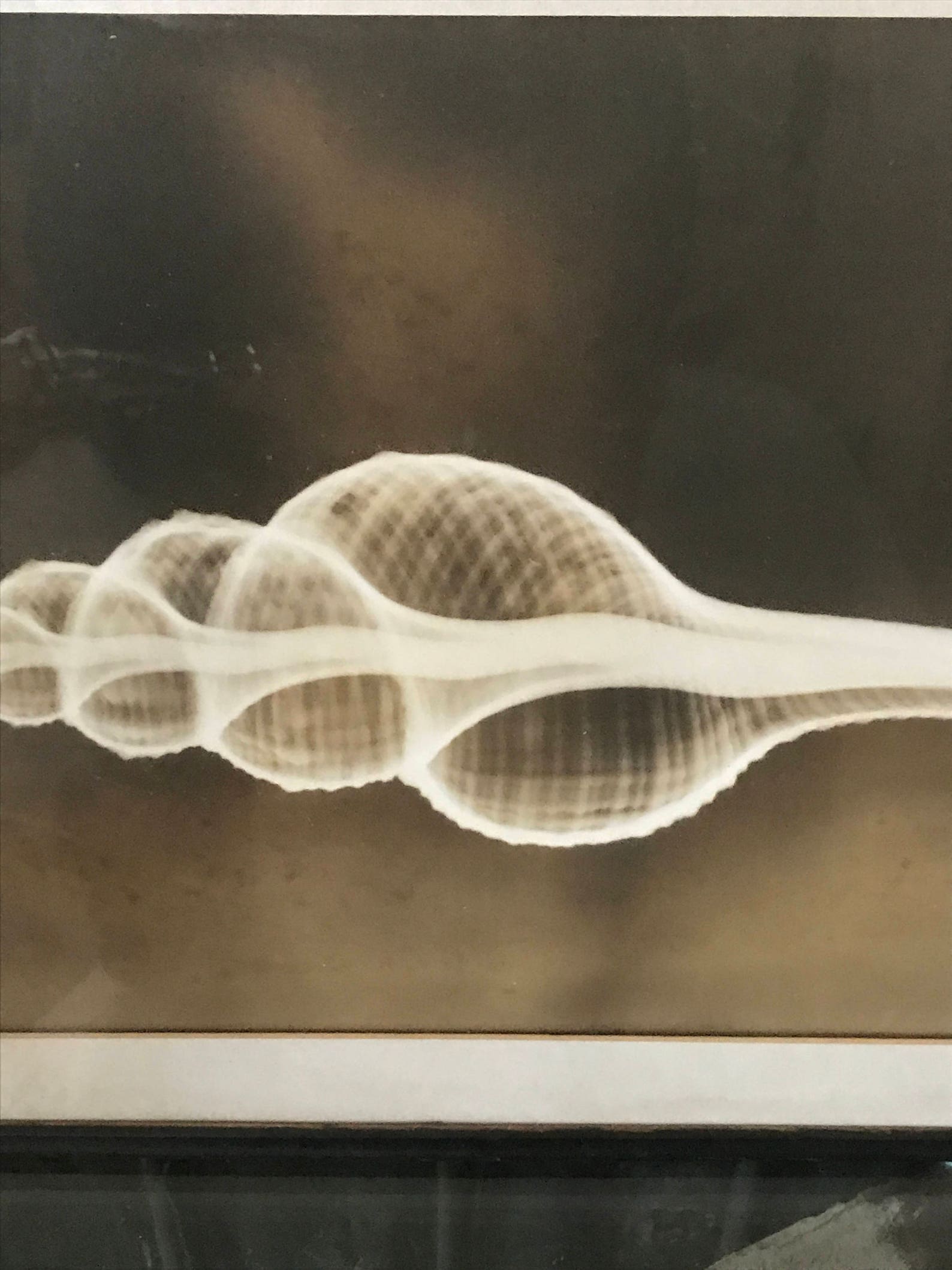 1940's Biomorphic Black & White Sea Shell Photograph - Etsy