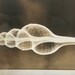 1940's Biomorphic Black & White Sea Shell Photograph - Etsy
