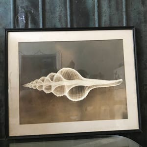 1940's Biomorphic Black & White Sea Shell Photograph - Etsy