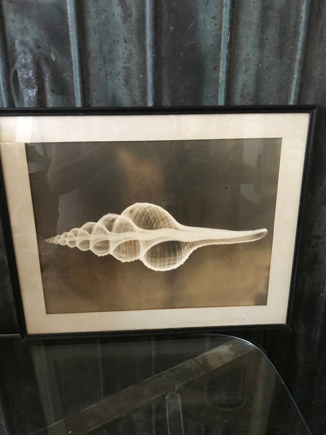 1940's Biomorphic Black & White Sea Shell Photograph - Etsy