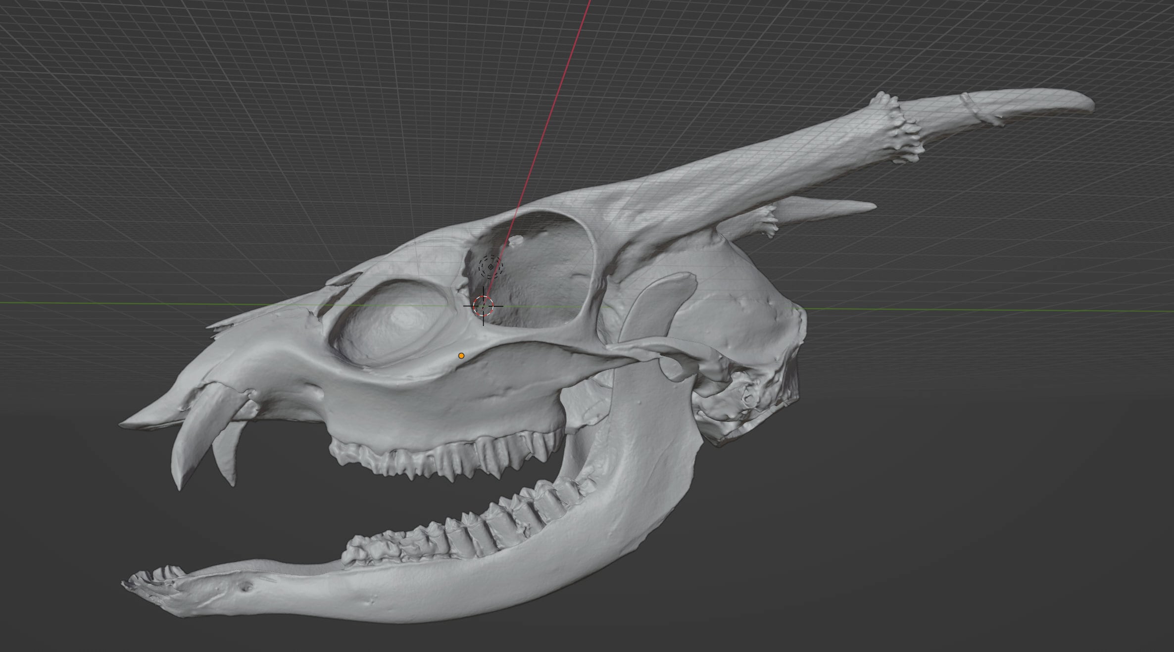 Muntjac Skull Commercial Printable STL File 3D Printable - Etsy