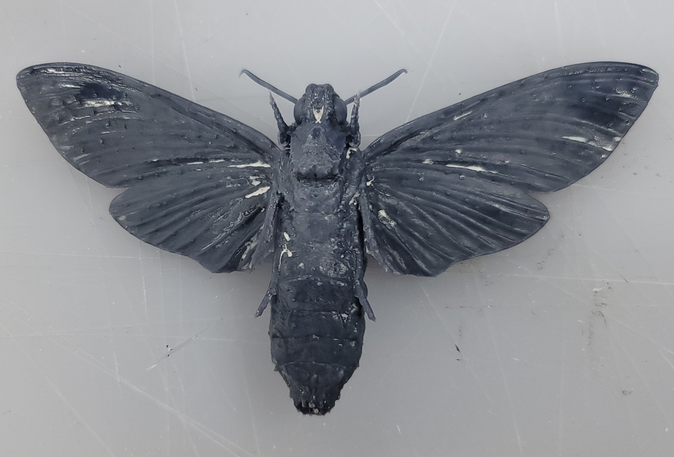 Death's-head Hawk Moth Commercial License STL 3D Printable - Etsy