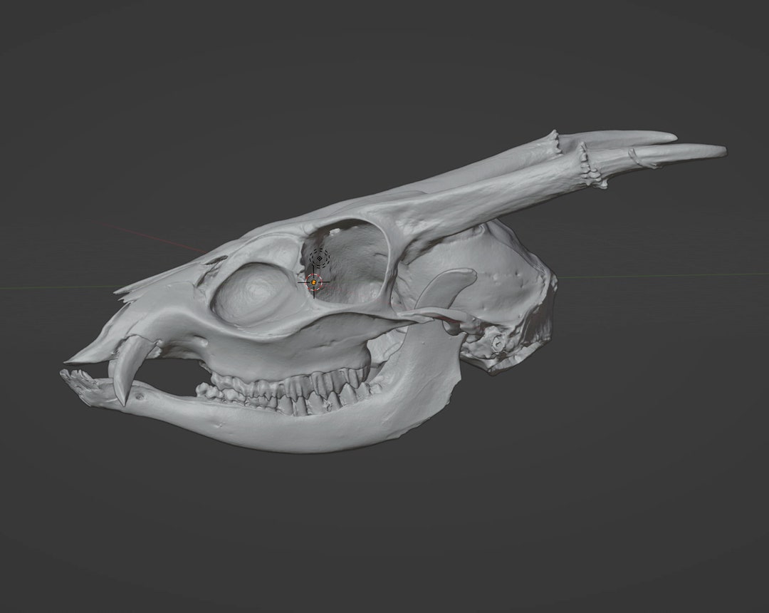 Muntjac Skull Commercial Printable STL File 3D Printable - Etsy