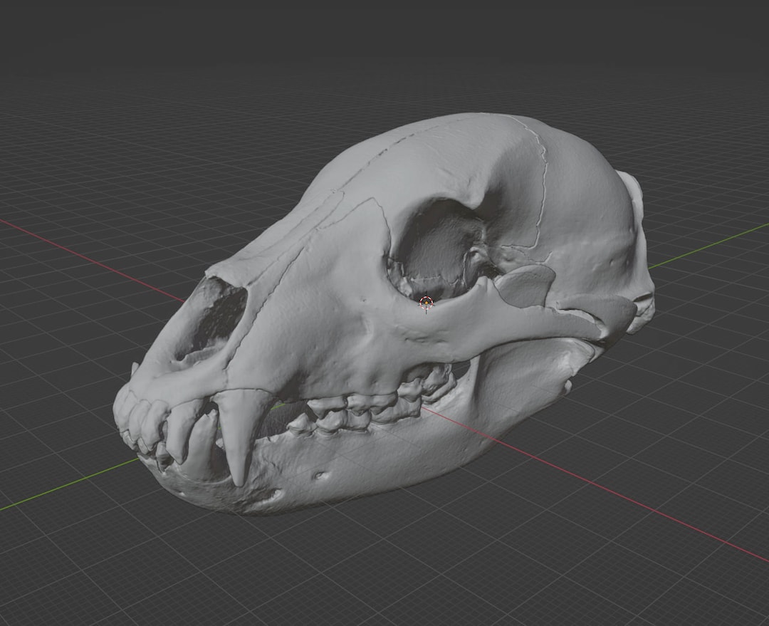 Black Bear Skull Commercial Printable STL File 3D Printable - Etsy