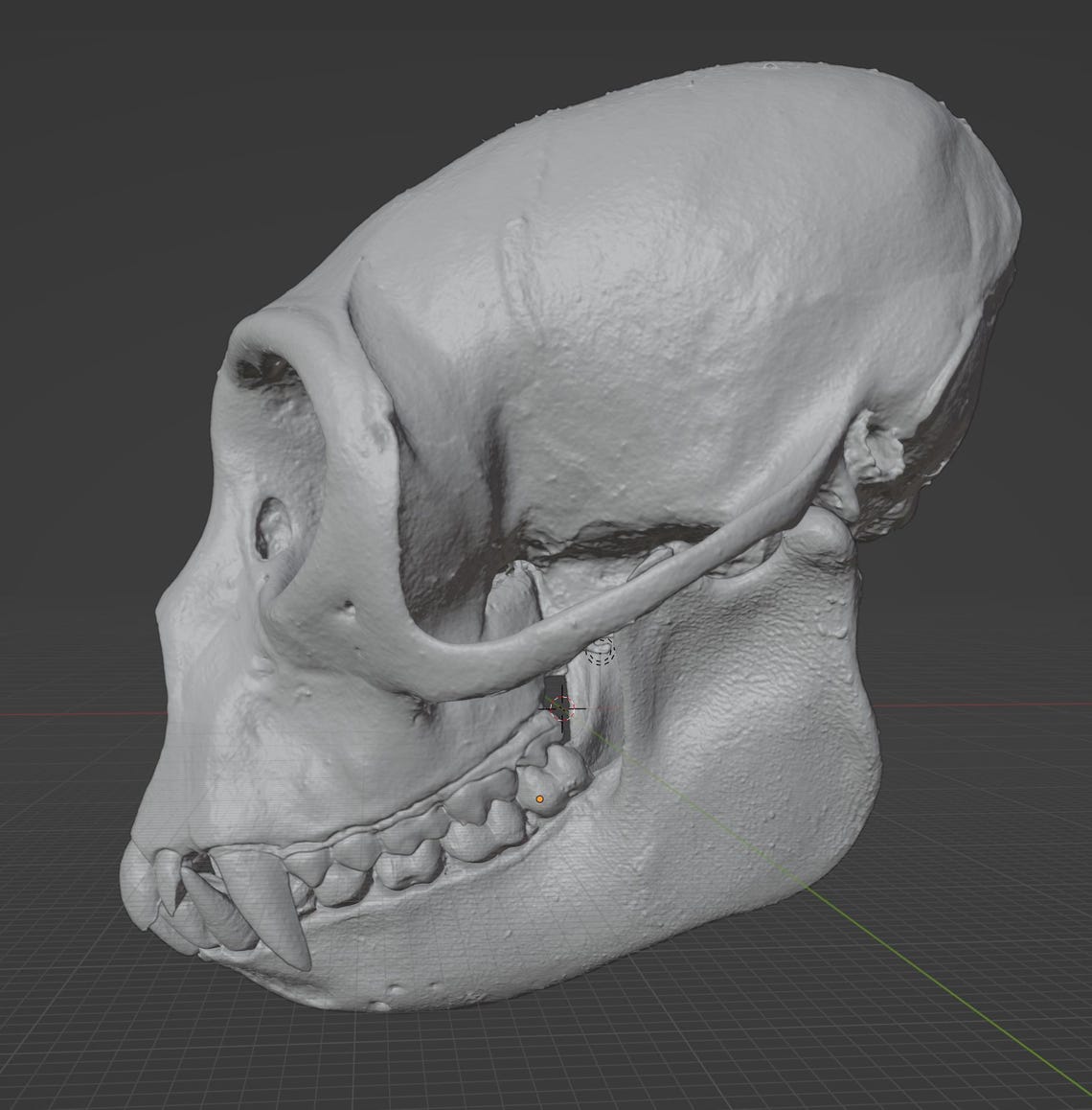 Spotted Monkey Skull Commercial Printable STL - Etsy