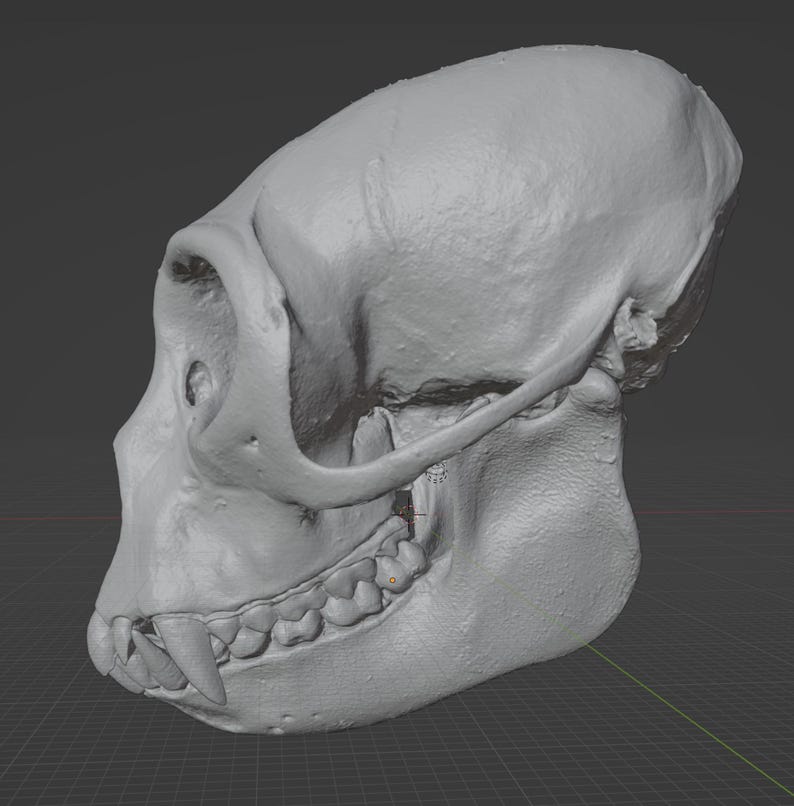 Spotted Monkey Skull Commercial Printable STL - Etsy
