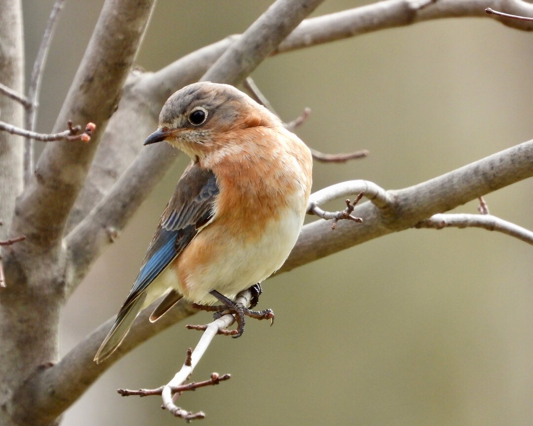 Bird Photograph - Eastern Bluebird - Wall Decor - Female - Beautiful ...