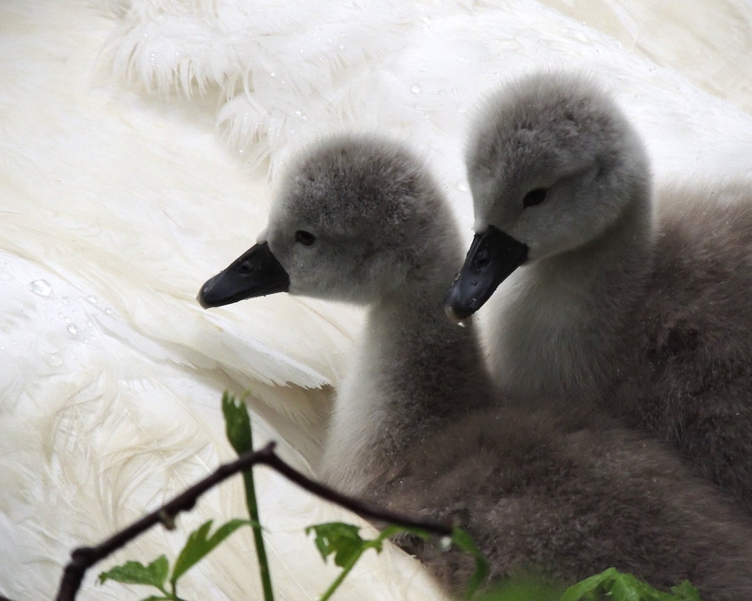 Cygnet Photograph- 2 Days Old Cygnets - Cute - Tenderness - Rainy Day ...