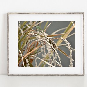 Rice Stalks Wall Art - Crop-plant - Ear of Rice - Agriculture - Rice ...