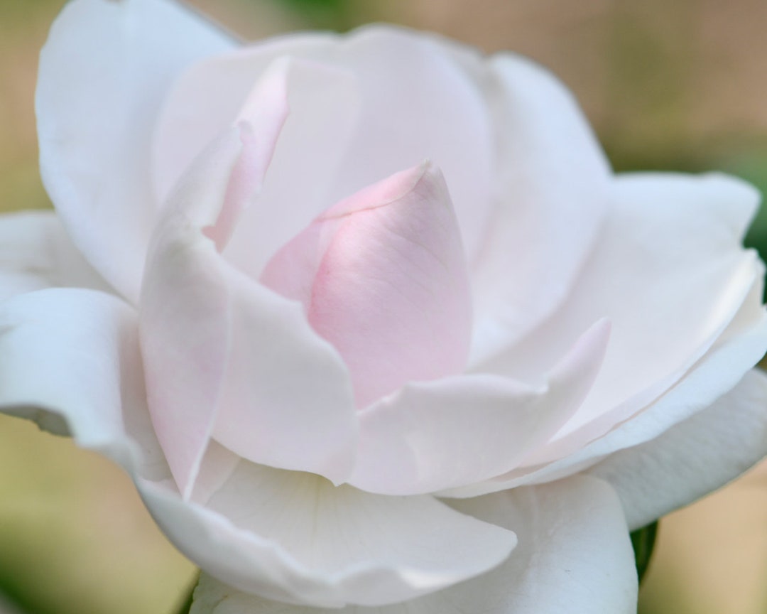 Flower Photography - Soft Pink Rose - Wall Decor - Nature Flower - Rose ...
