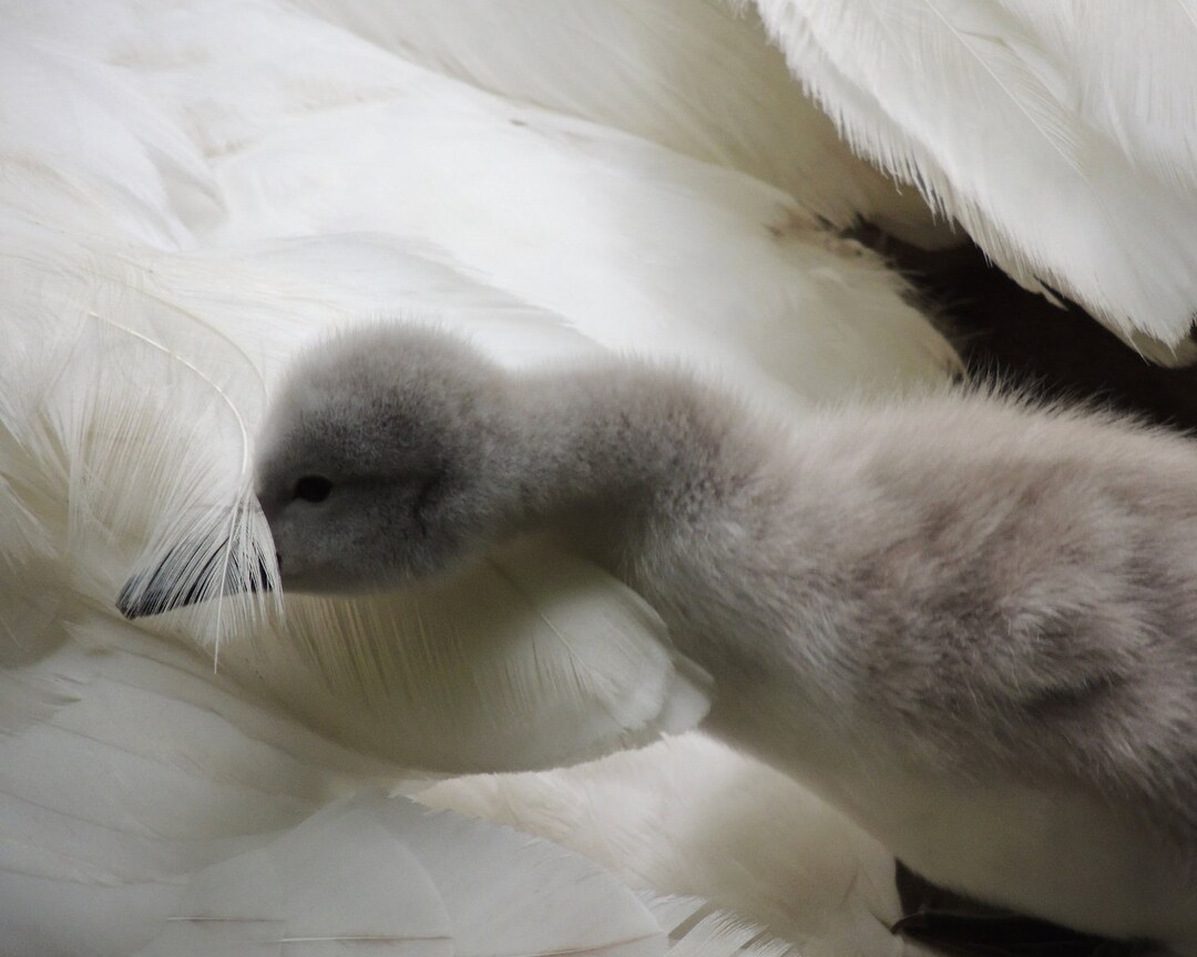 Cygnet Photography - Peek'a Boo - Day Old Cygnet - Baby Swan - Swan and ...