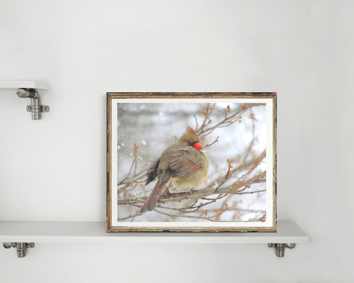 Snowy Female Cardinal Bird Art Winter Bird Nature Art | Etsy