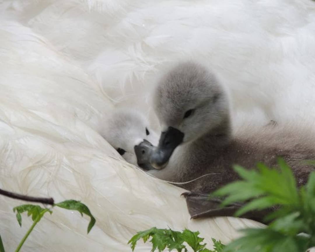 Cygnet Photograph Day Old Cygnet Baby Swan on Swan Back - Etsy