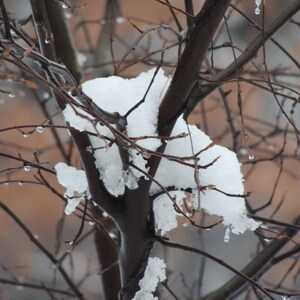 Ice Ghost Photographs Set Winter Nature Art New York - Etsy