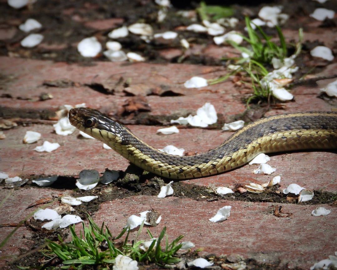 Snake Photography - Common Garter Snake - Wall Decor - Wildlife ...