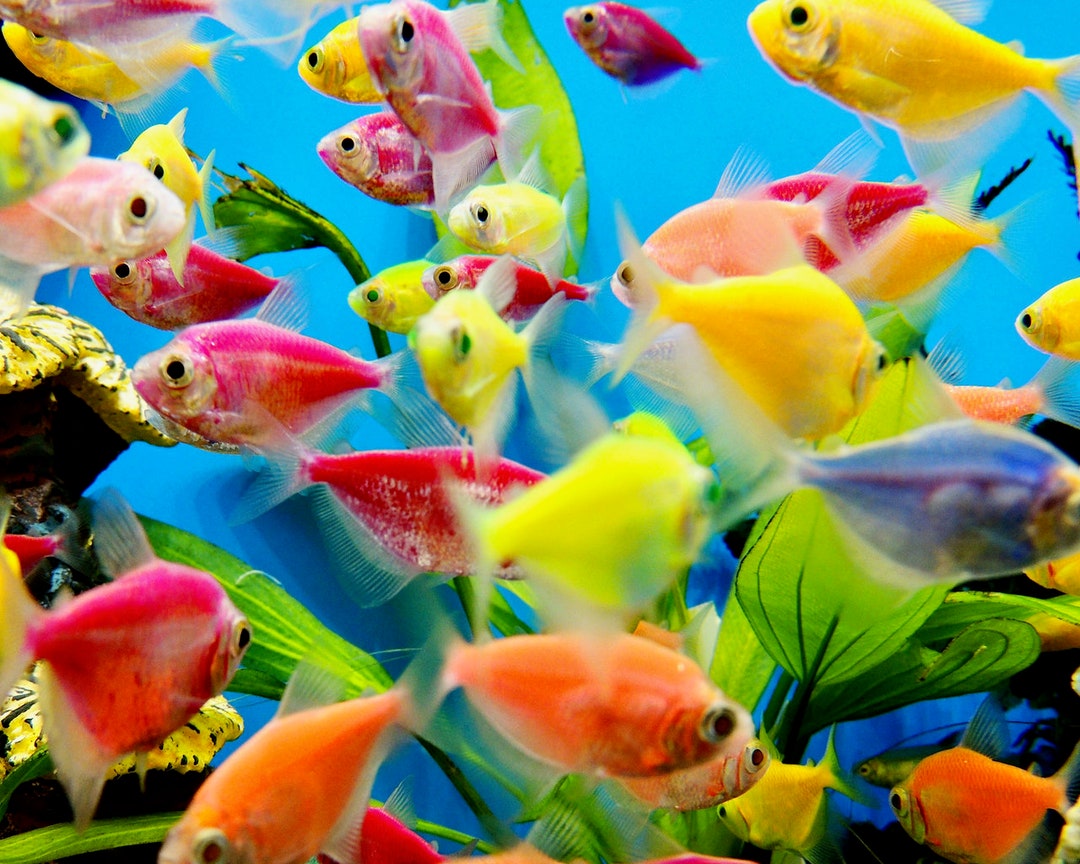 Colorful aquarium fish store