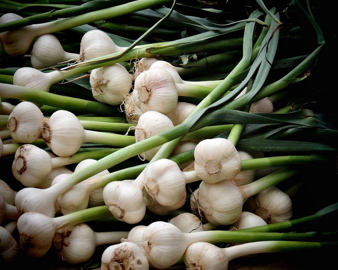Fresh Garlic Bulbs Photography Print: Kitchen Wall Art - Etsy