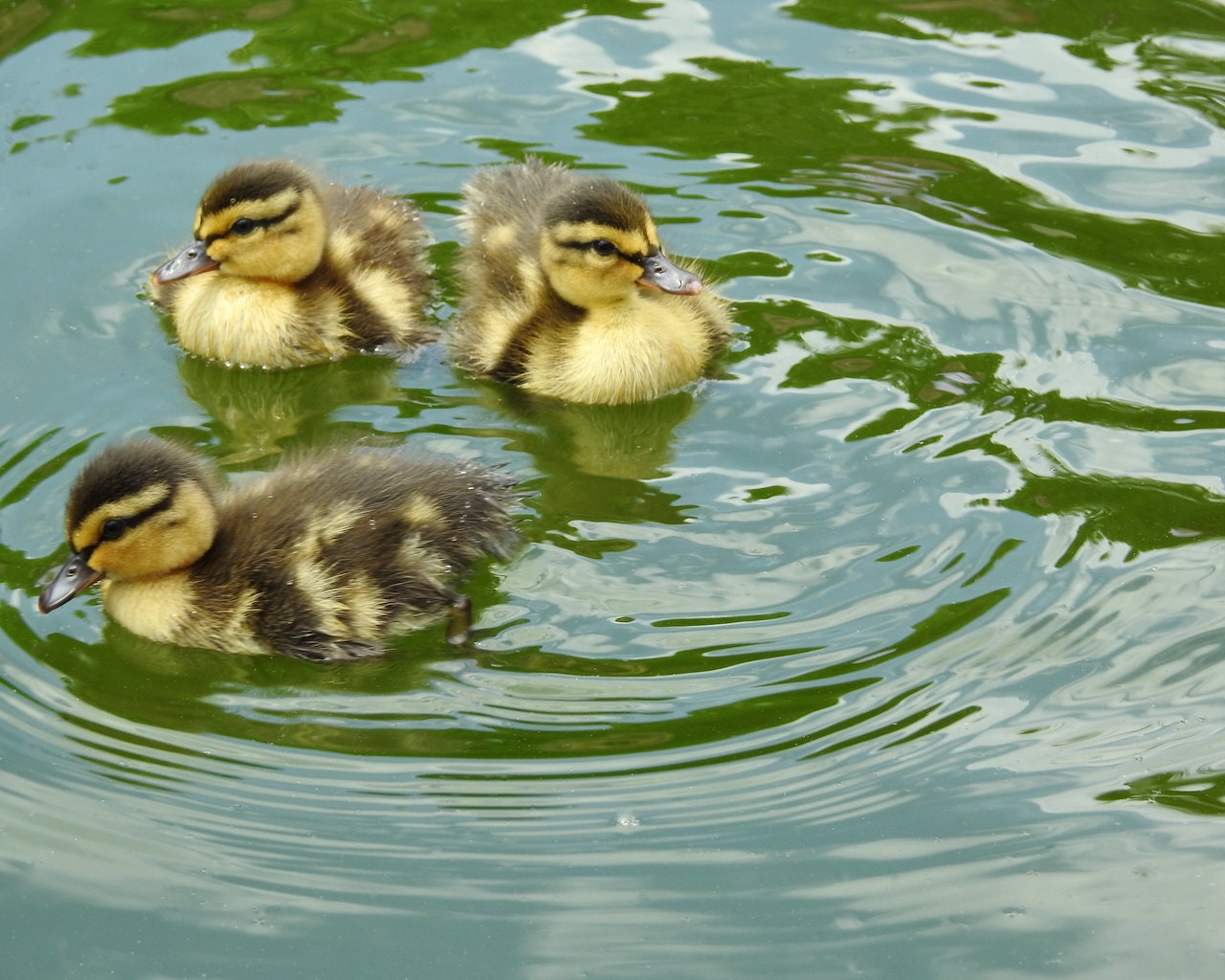Cute Baby Ducks Swimming