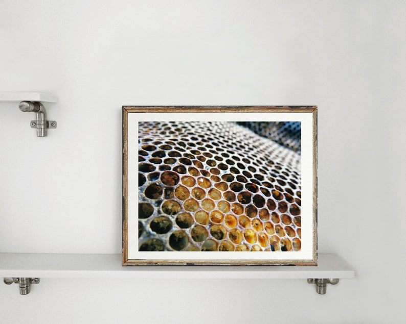 Honey Comb Photograph Bee Hive Photo Rustic Art Wall | Etsy