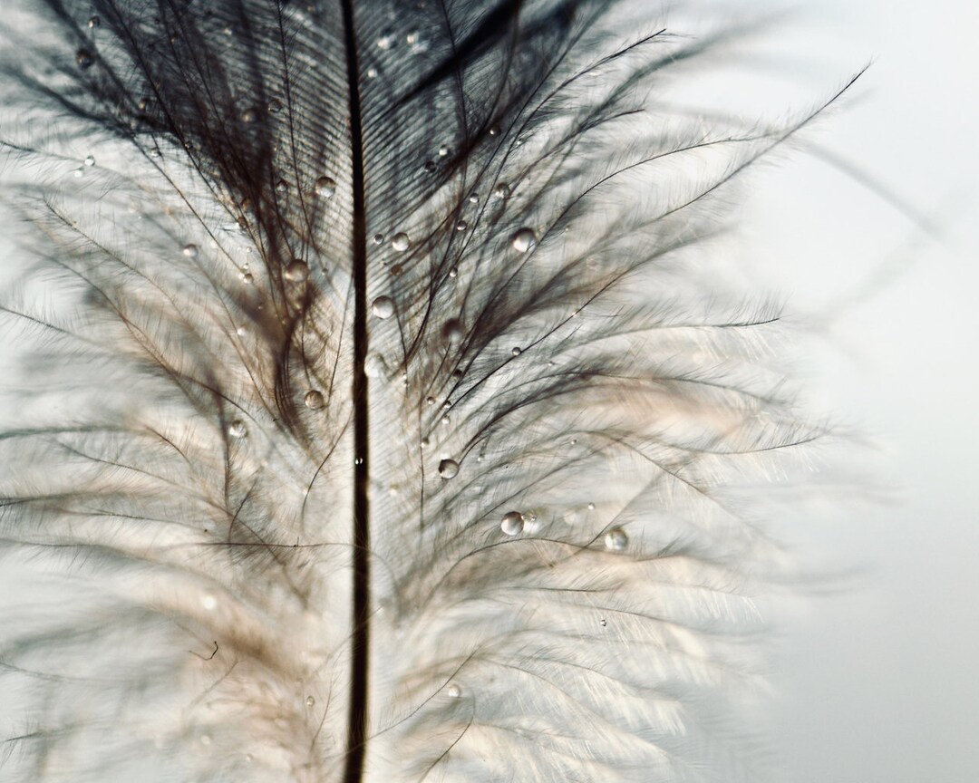 Feather Water Drop Fine Art Photograph - Nature Wall Decor - Etsy