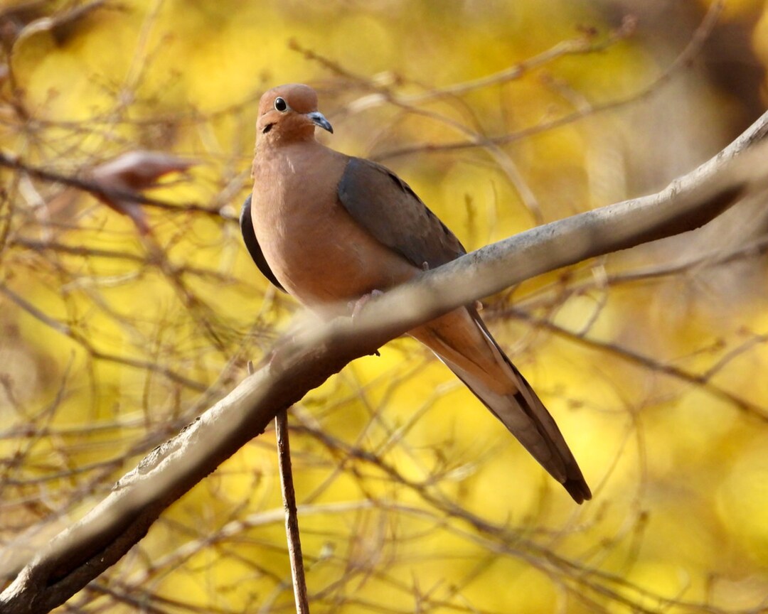 Bird Photography - Mourning Dove - Wall Decor - Bird Lovers - Nature ...