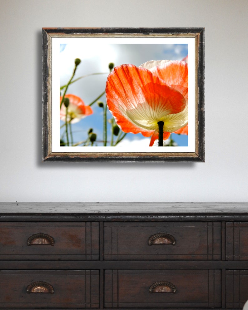 Poppy Photograph Nature Flower Wall Decor Flower and Sky - Etsy