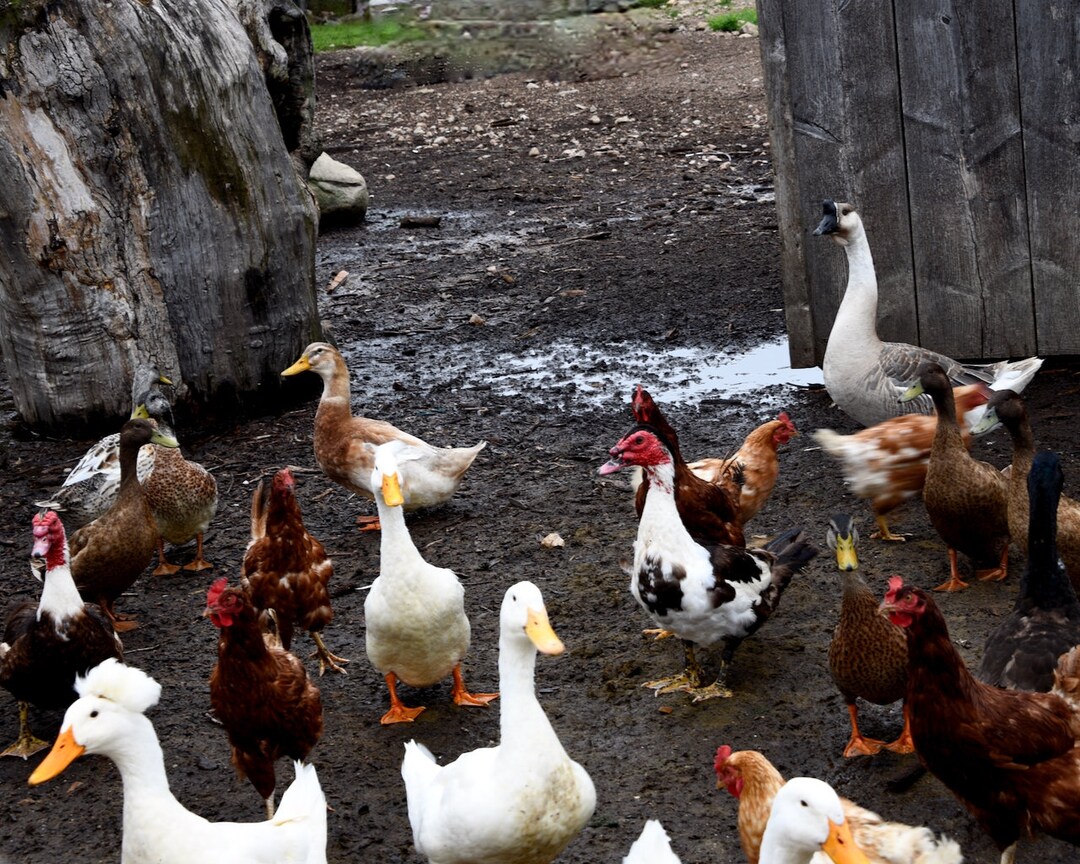 Farmer's Farm - Chicken Farm - Duck Farm - Geese Farm - so Much Fun ...