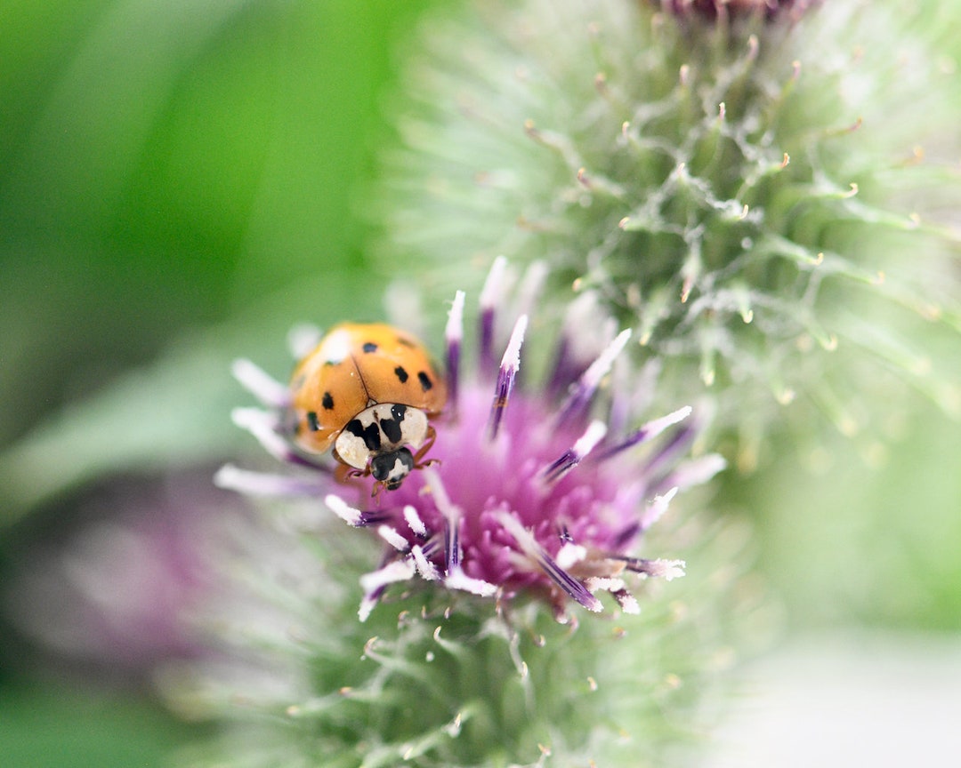 Nature Photography - Ladybug - Wild Flower - Nursery Wall Art - Beauty ...