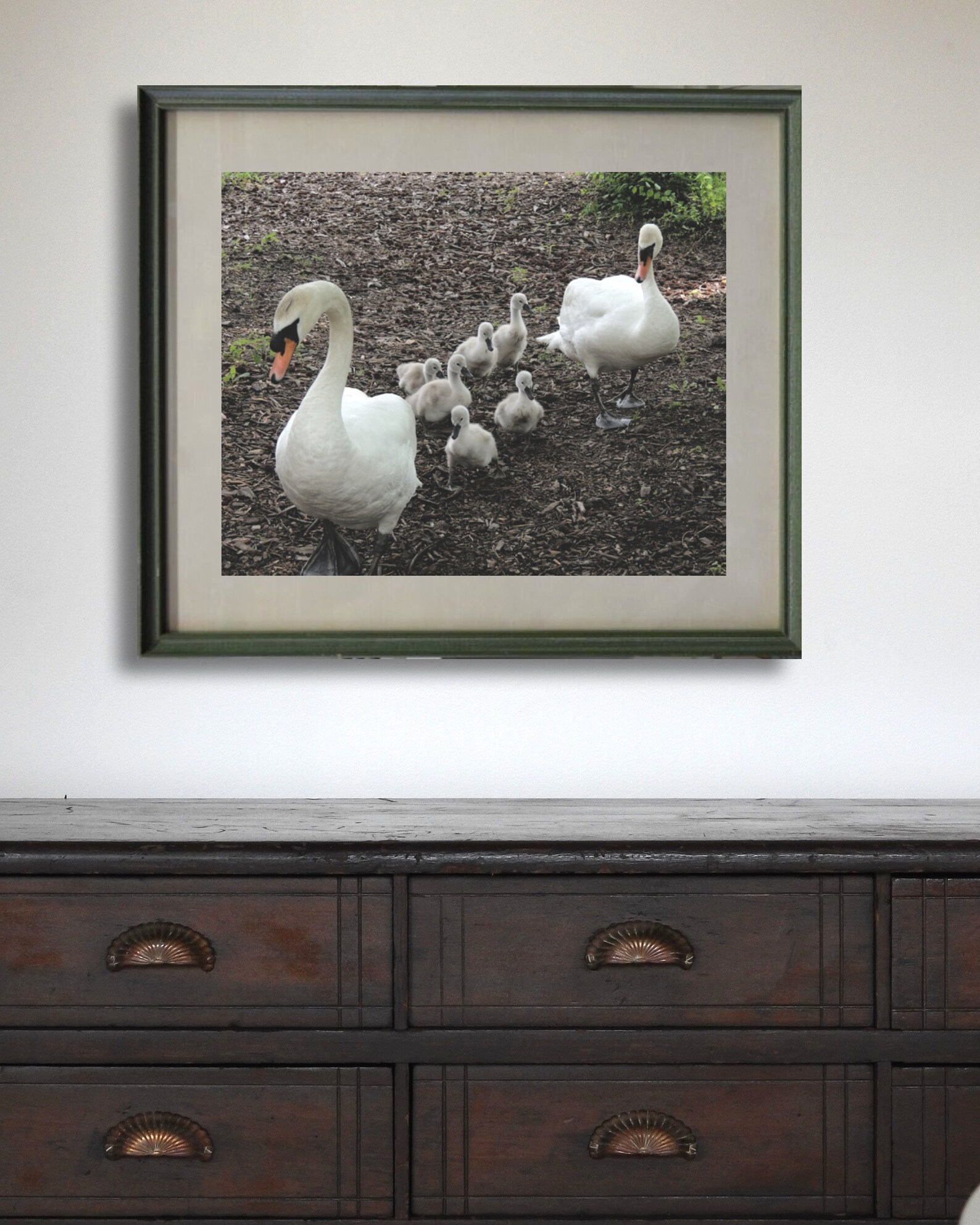 Swan Photograph Swan Family Happy Family Swan With | Etsy