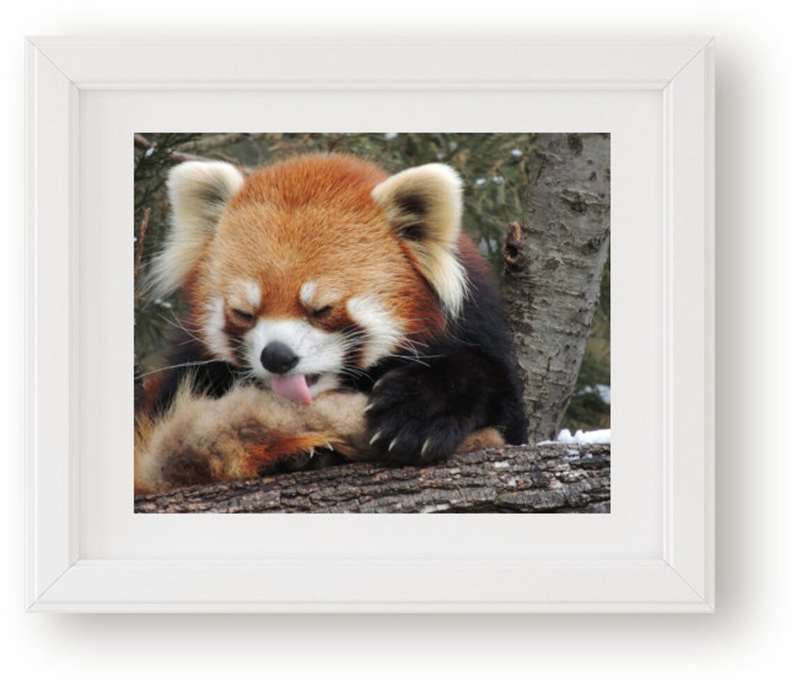 Cleaning up Red Panda Photograph Animal Photograph Wall | Etsy