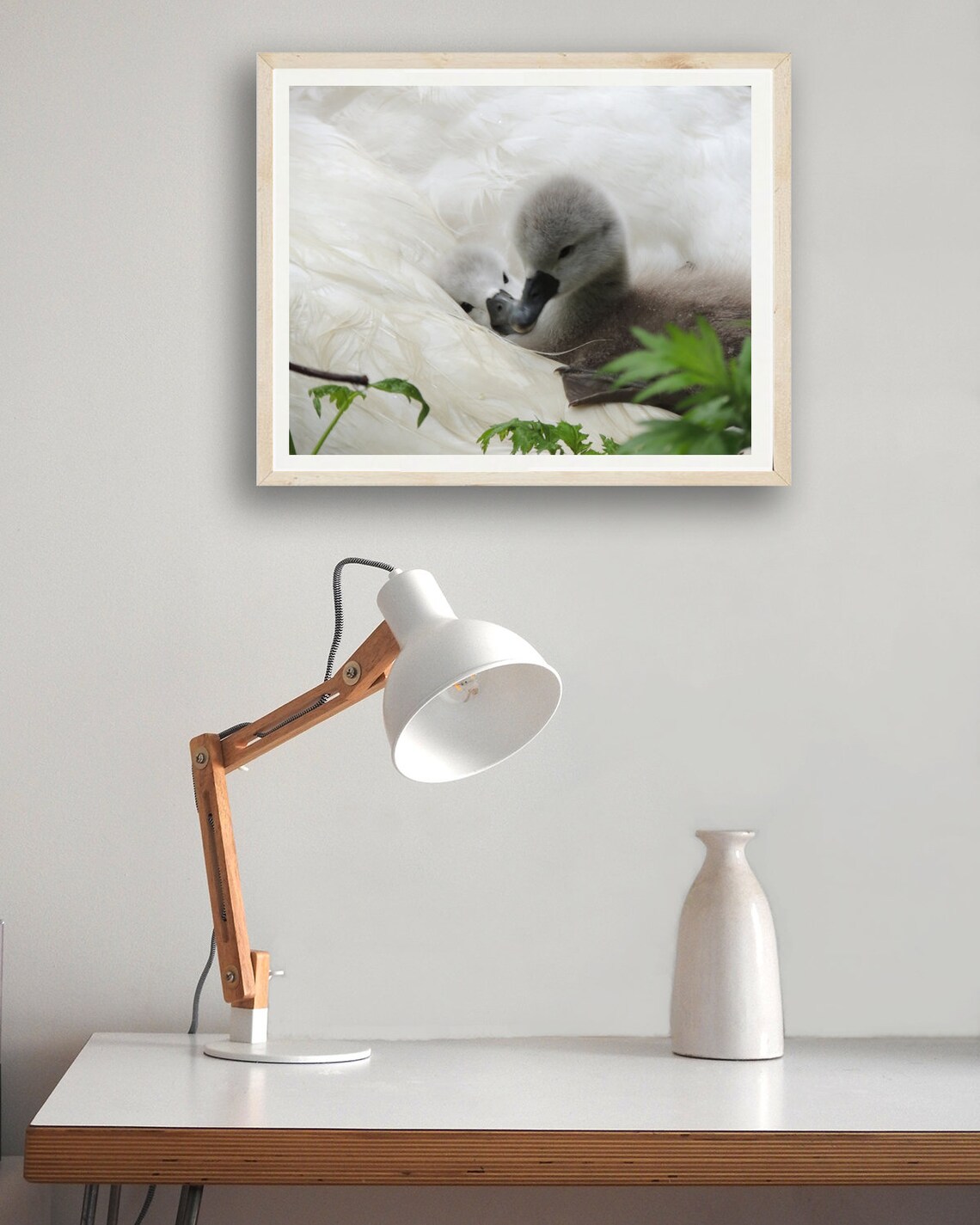 Cygnet Photograph Day Old Cygnet Baby Swan on Swan Back - Etsy