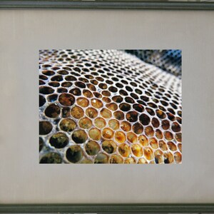 Honey Comb Photograph - Bee Hive Photo - Rustic Art - Wall Decor ...
