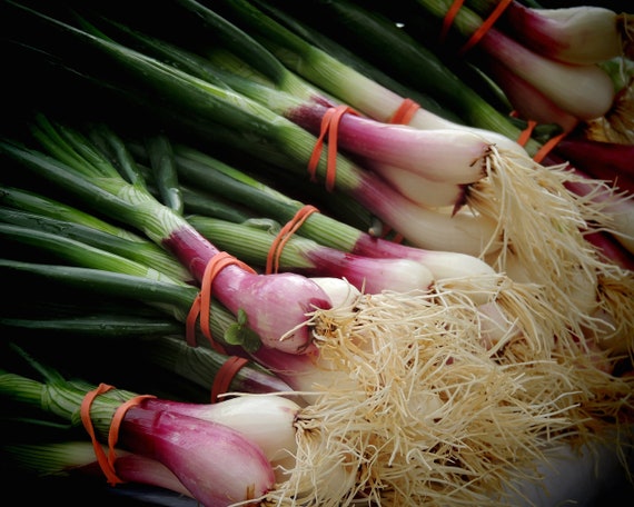Spring Onion