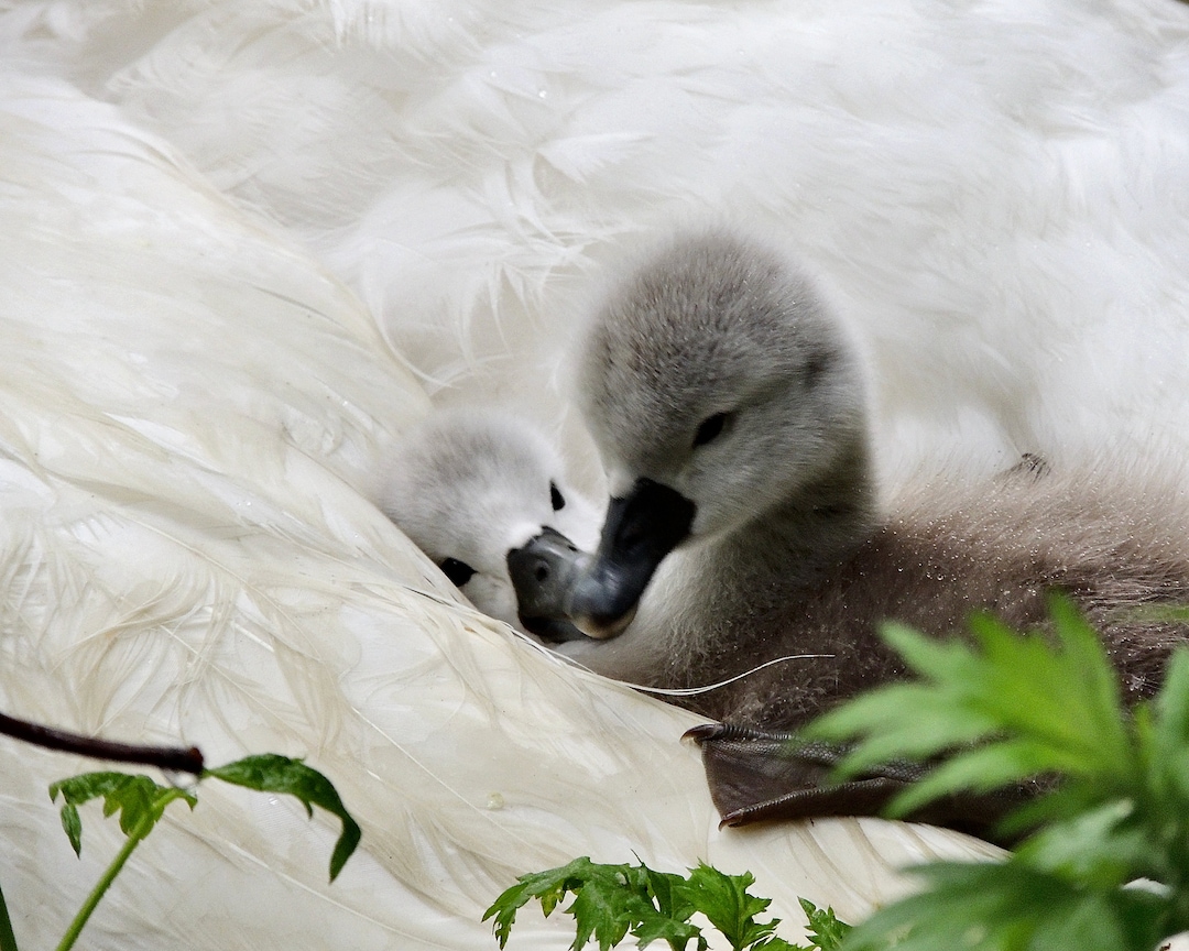 Cygnet Photograph - Day Old Cygnet - Baby Swan - on Swan Back - Cute ...
