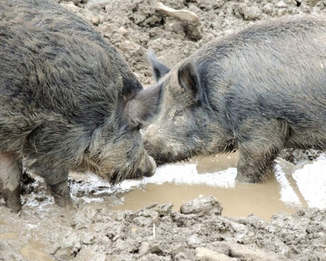 Wild Boar Muddy Boars Playing in Muddy Puddle Wildlife Animal Pig Black ...