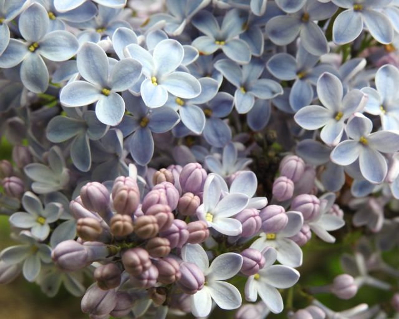 Lilac Flower Photograph Pale Blue Lilac Elegant Spring | Etsy