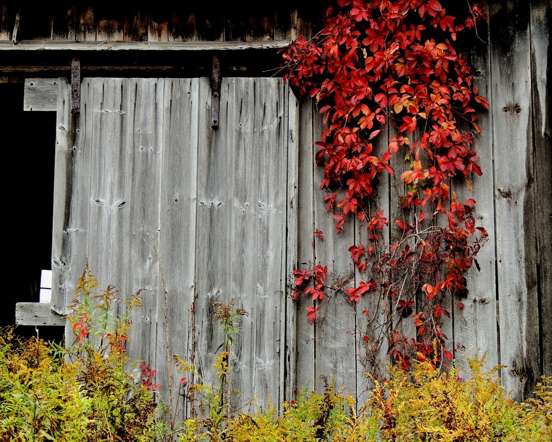 Vine + Barn Photograph - Red Leaves - Abandoned Barn - Rustic Autumn ...