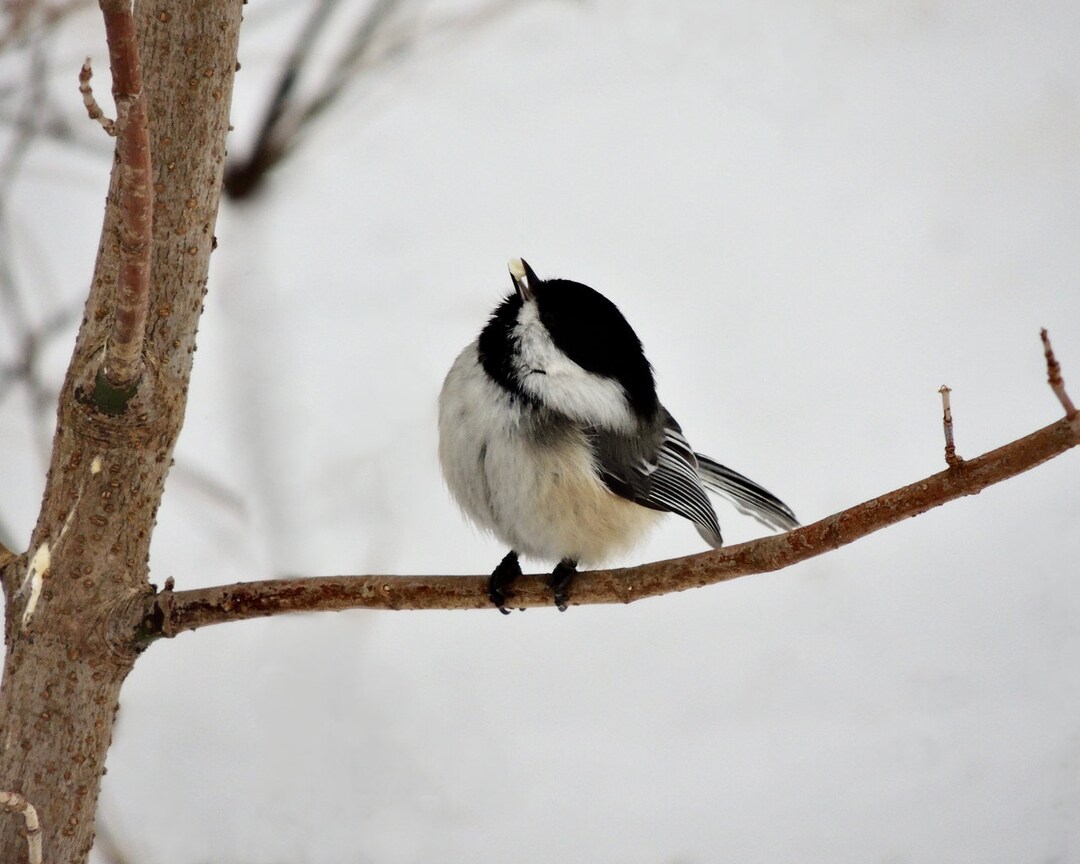 Bird Photograph - Happy Chickadee - Cute Small Bird - Nursery Wall Art ...