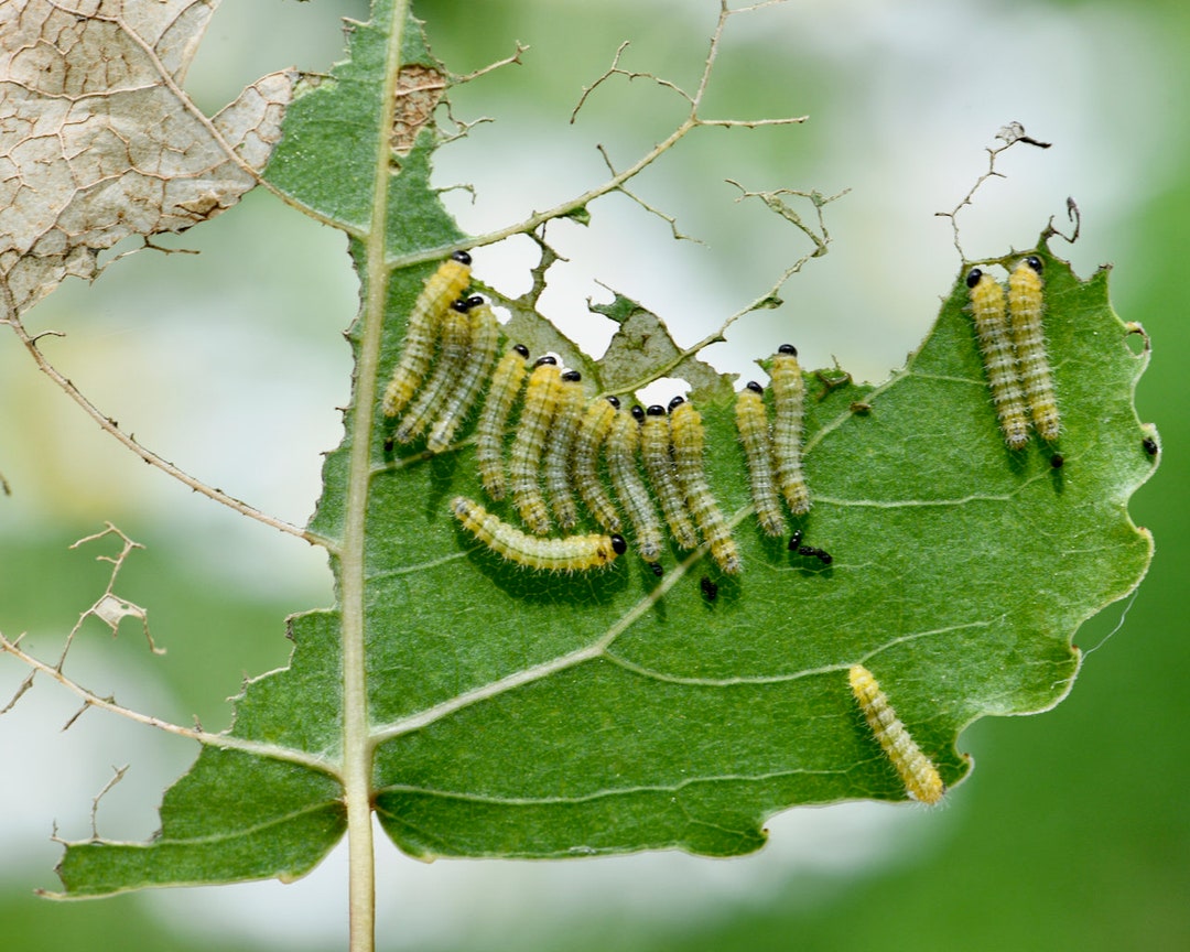 Caterpillar Photography - Baby Caterpillar - Little Green Caterpillars ...
