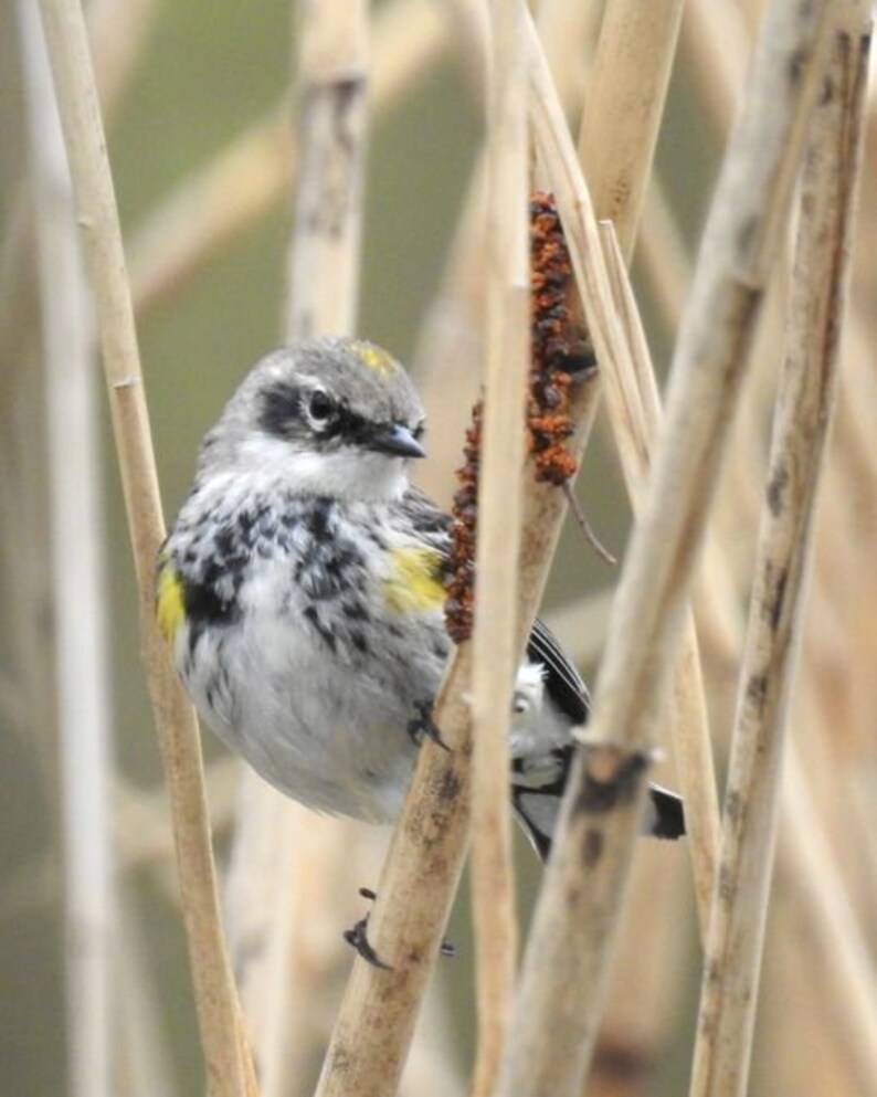 Bird Photograph Yellow-rumped Warbler Cute Little Bird - Etsy