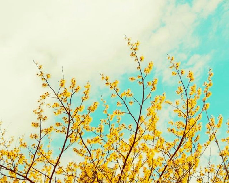 Yellow Spring Tree Flowers Photograph Spring Tree Spring - Etsy