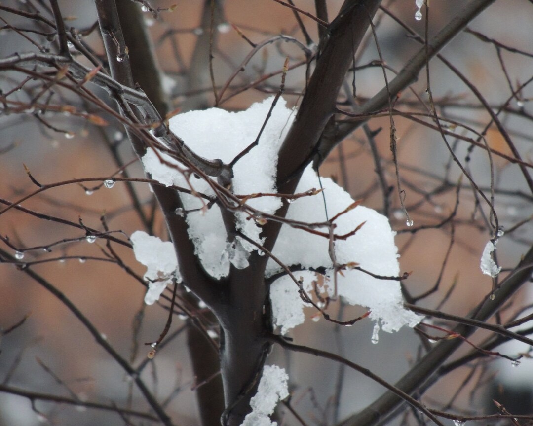 Ice Ghost - Nature Art - Snow - Rain - Ice - Winter Tree Art - Snowman ...