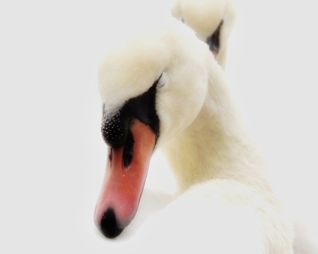 White Swan Photograph: Sleepy Swan Nursery Wall Art - Etsy