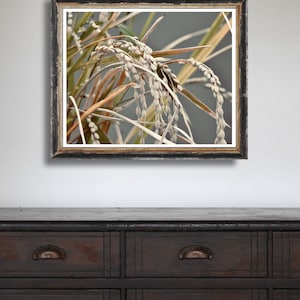 Rice Stalks Wall Art - Crop-plant - Ear of Rice - Agriculture - Rice ...