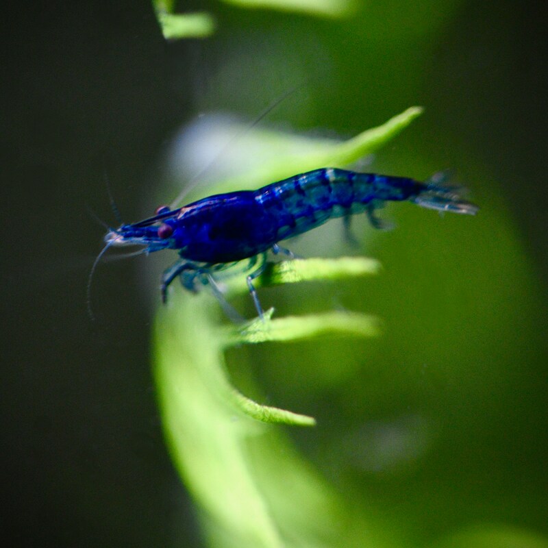 Blue Shrimp Plant - Etsy