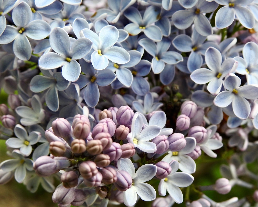 Lilac Flower Photograph: Pale Blue Floral Wall Art - Etsy